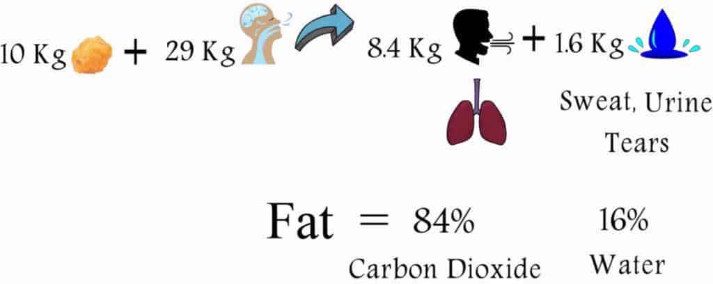 Top Secrets behind Weight Loss and Body Fat - Ayurgo